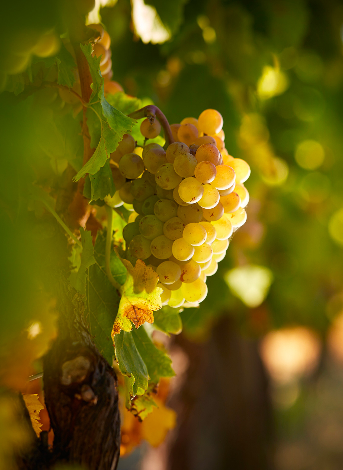 Le Brandy - Lucien Bernard